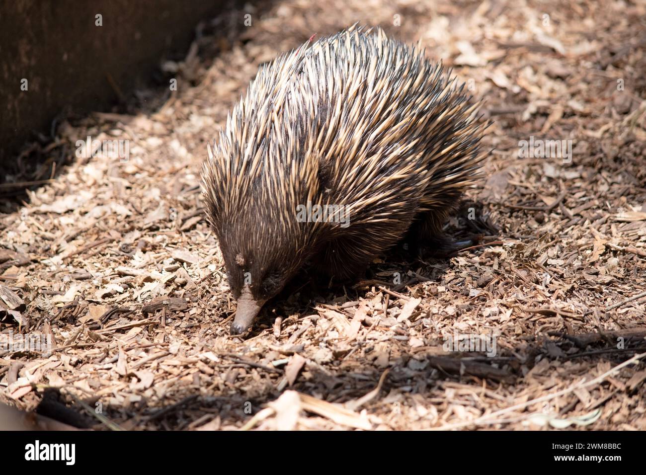 the short nosed echidna has strong-clawed feet and spines on the upper ...