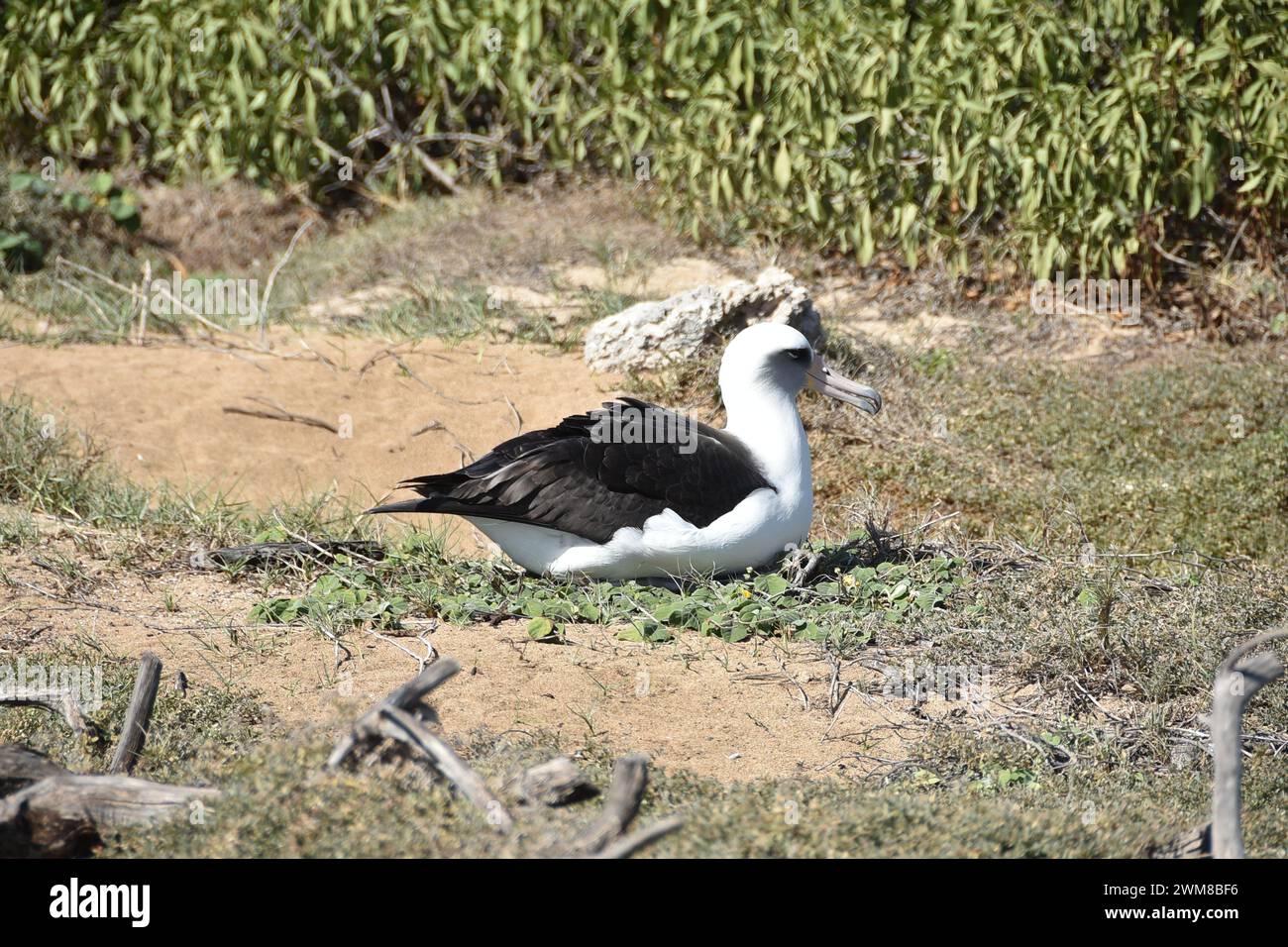 Laysan Albatross The largest of the Hawaiian seabirds Stock Photo - Alamy