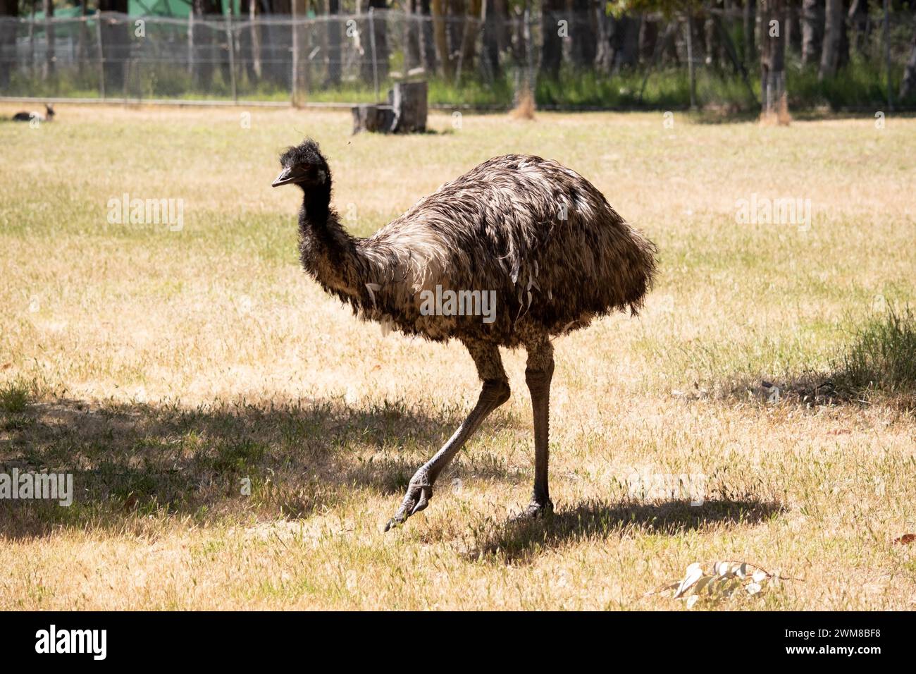 Emus are covered in primitive feathers that are dusky brown to grey ...