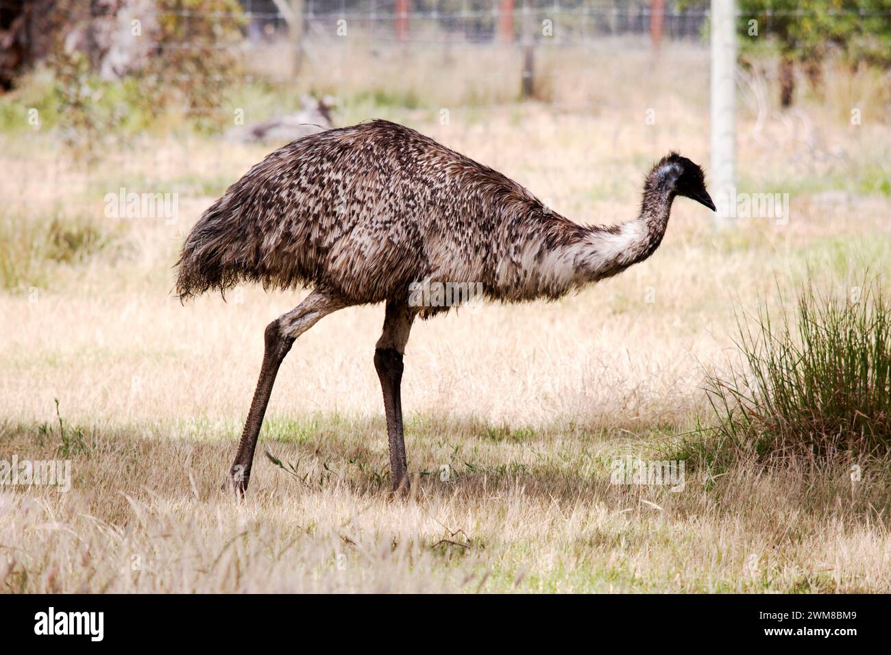 Mostly black plumage hi-res stock photography and images - Alamy