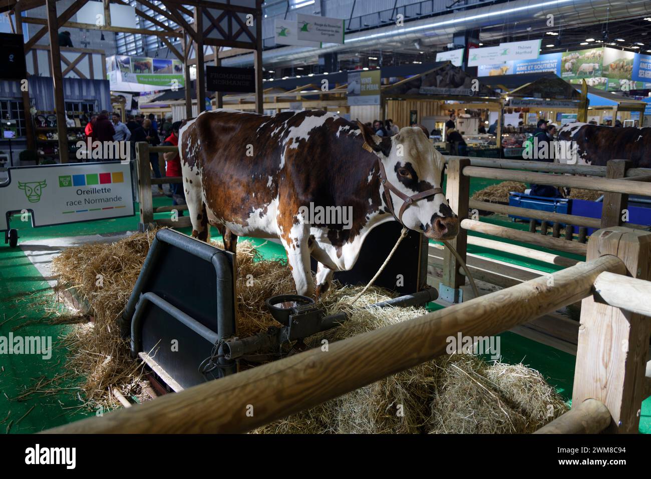 Paris, France. 24th Feb, 2024. 5-year-old Oreillette, of the Normande ...