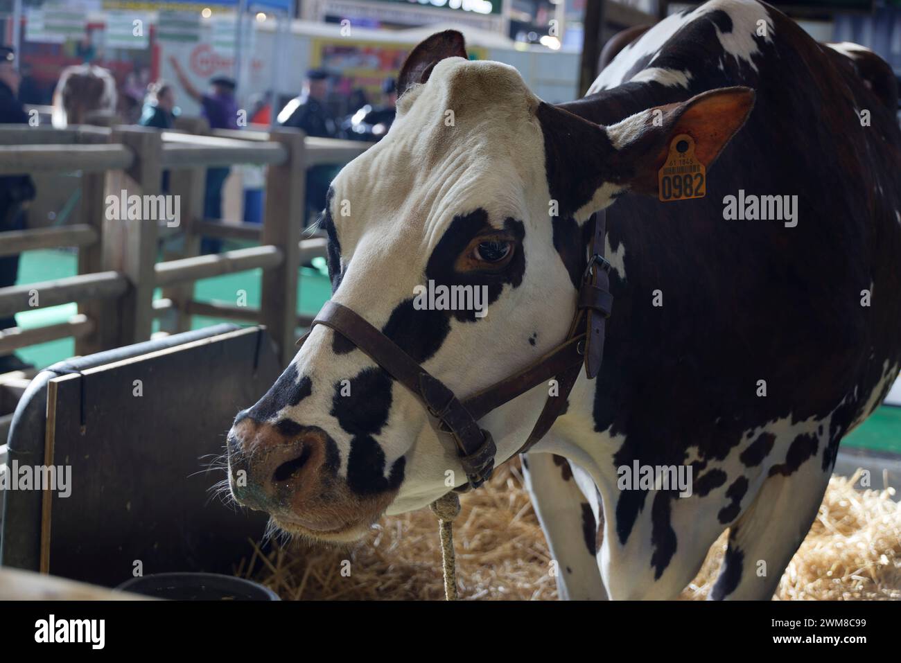 Paris, France. 24th Feb, 2024. 5-year-old Oreillette, of the Normande ...