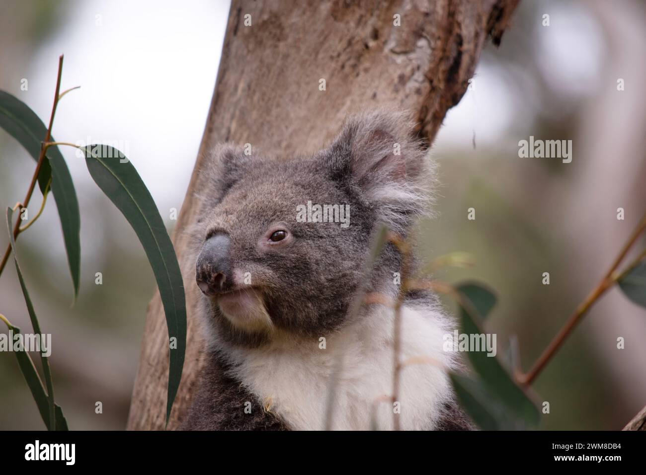 the Koala has a large round head, big furry ears and big black nose ...