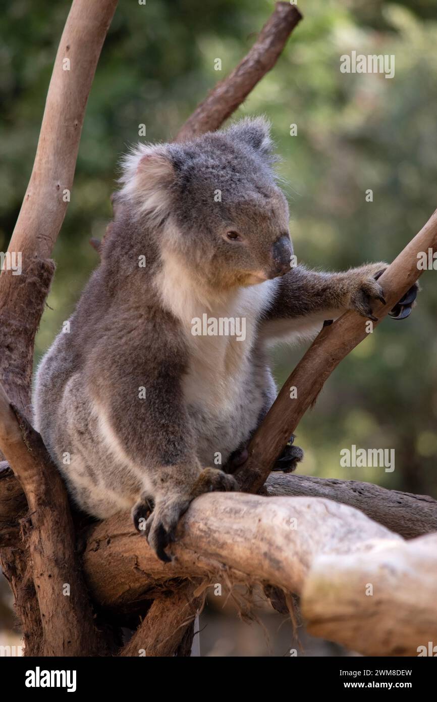 the Koala has a large round head, big furry ears and big black nose ...