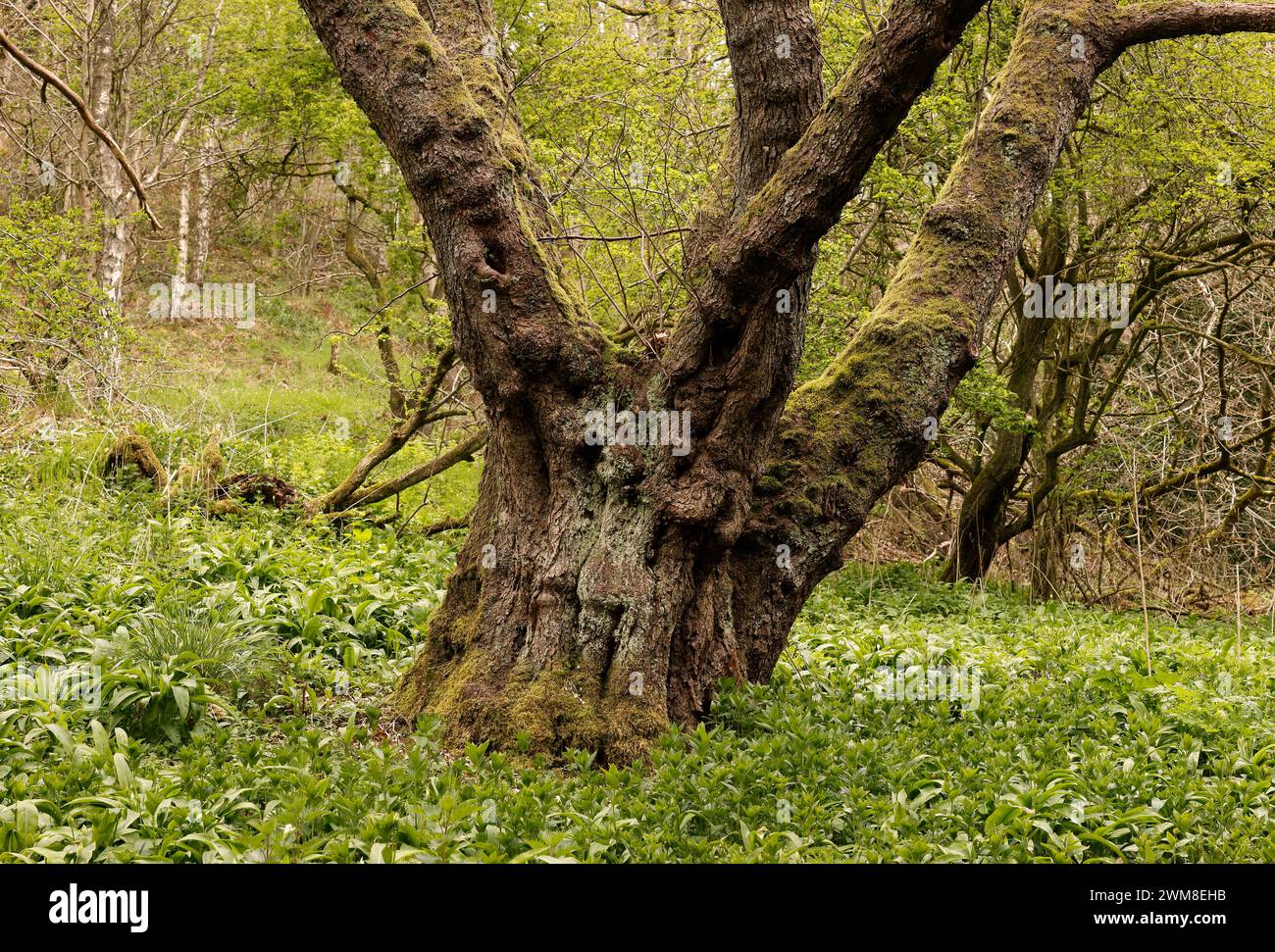 ANCIENT ALDER TREE - WALDRIDGE DENE, COUNTY DURHAM, ENGLAND Stock Photo ...