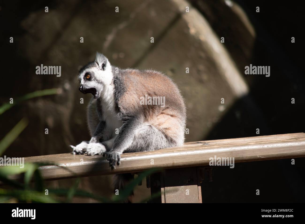 Ring-tailed lemur backs are grey to rosy brown with grey limbs and dark ...