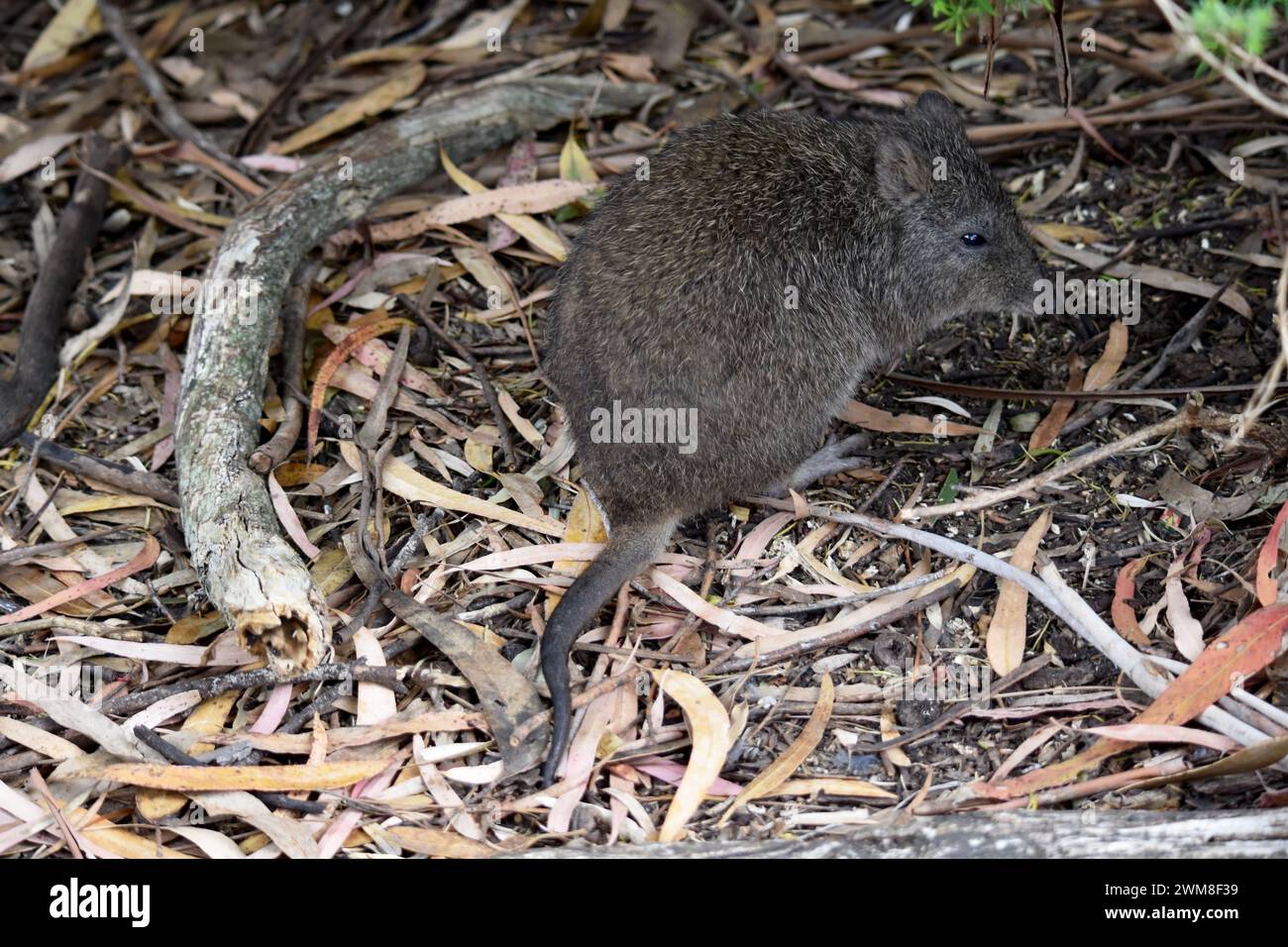 The Long-nosed Potoroos have a brown to grey upper body and paler ...