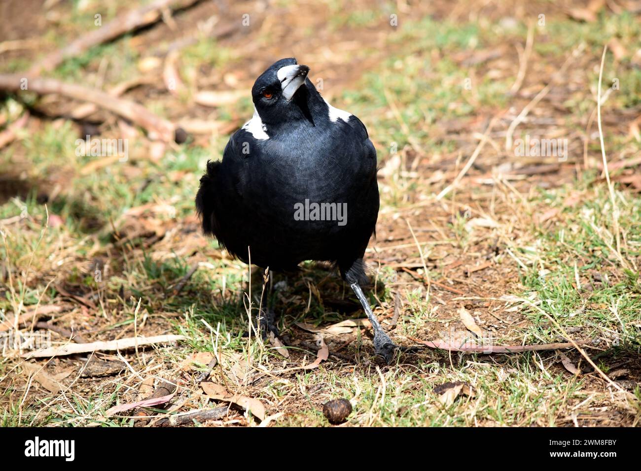 The magpie is a distinctive looking bird, with glossy black and ...