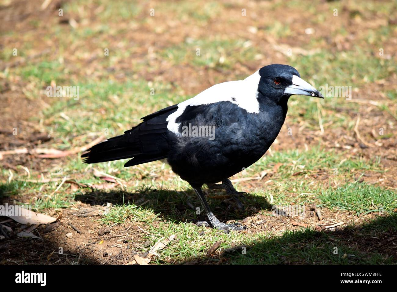 The magpie is a distinctive looking bird, with glossy black and ...