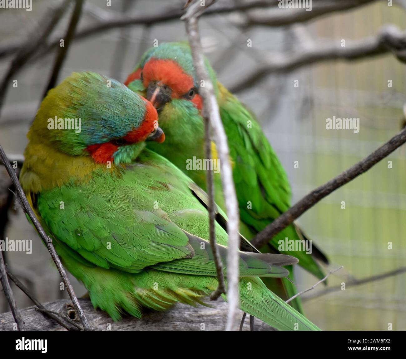 The musk lorikeet is mainly green and it is identified by its red ...