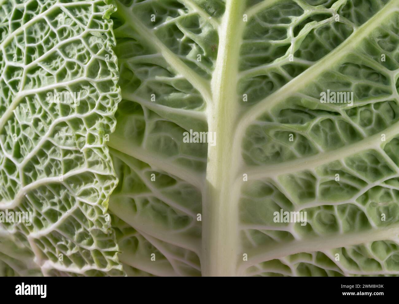 Macro picture of a fresh vegetable forming a natural texture. Close-up ...