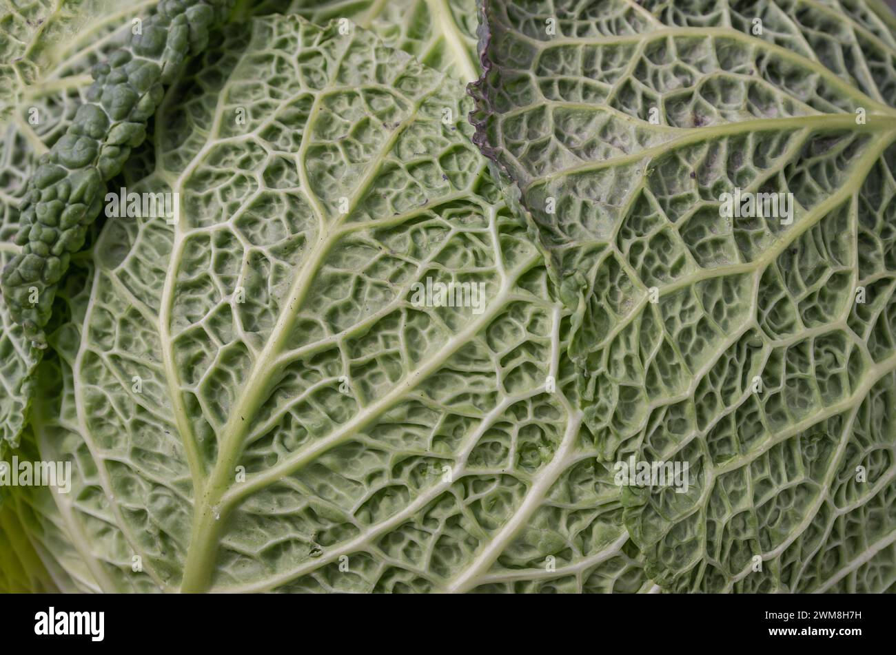 Close-up view of Savoy cabbage green leaves. Macro picture of a fresh ...