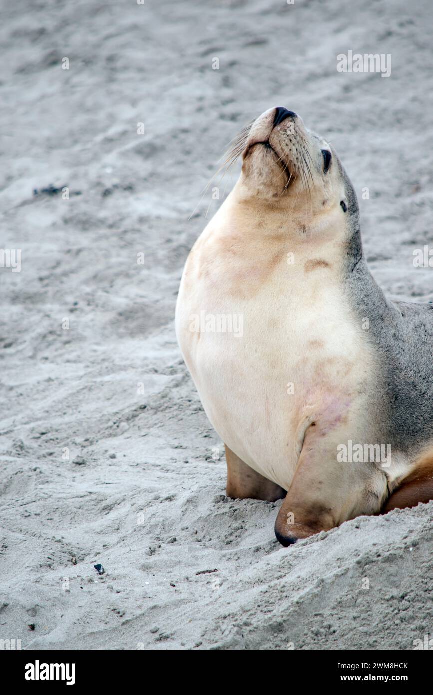 Sea lions are characterized by external ear flaps, long fore flippers ...