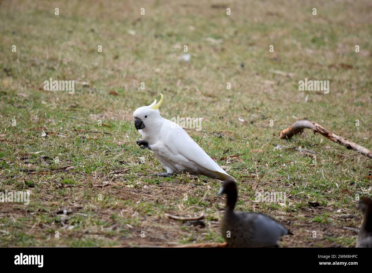 The sulphur crested cockatoo is a white bird with a yellow crest Stock ...