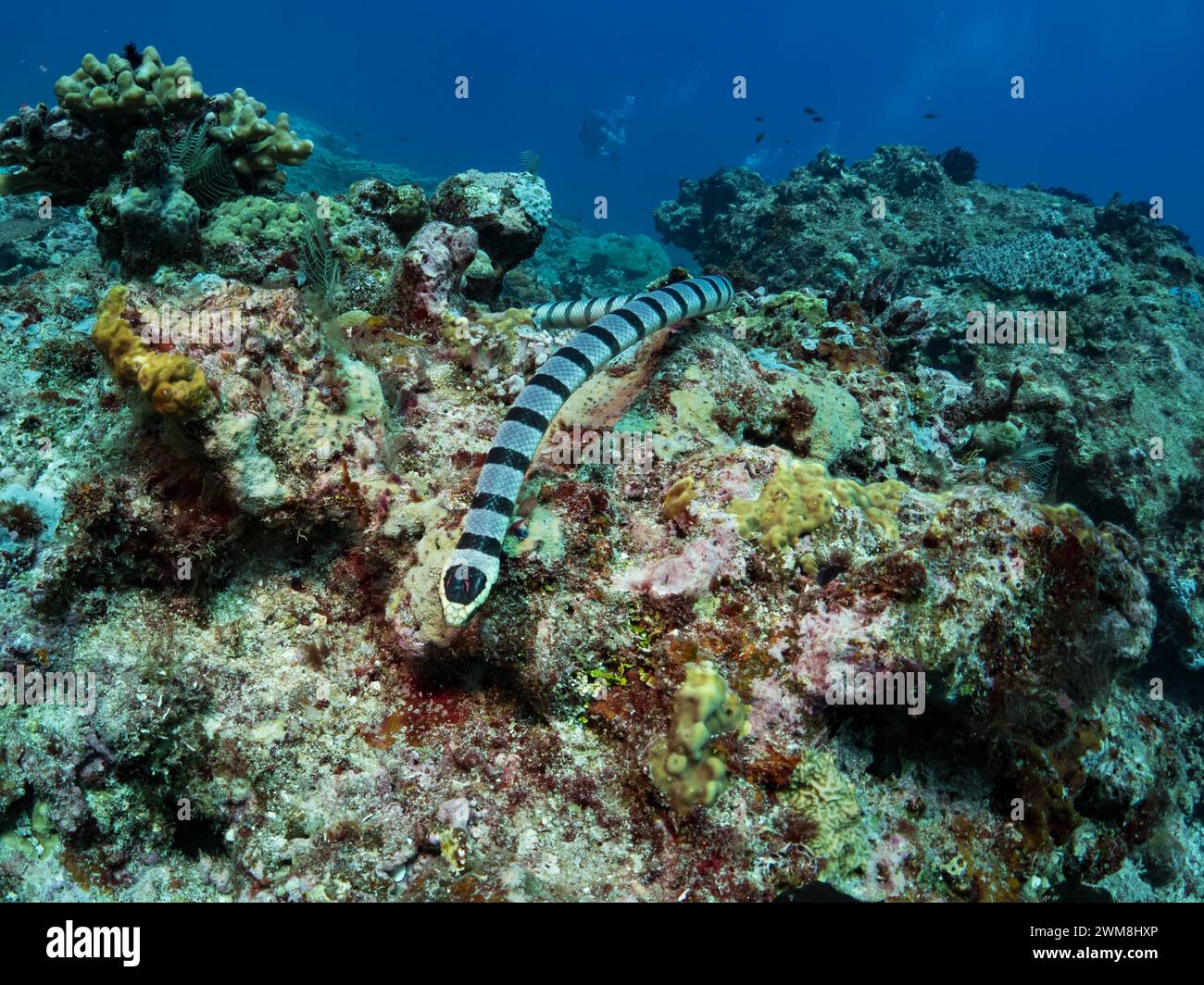 Sea snake hi-res stock photography and images - Alamy