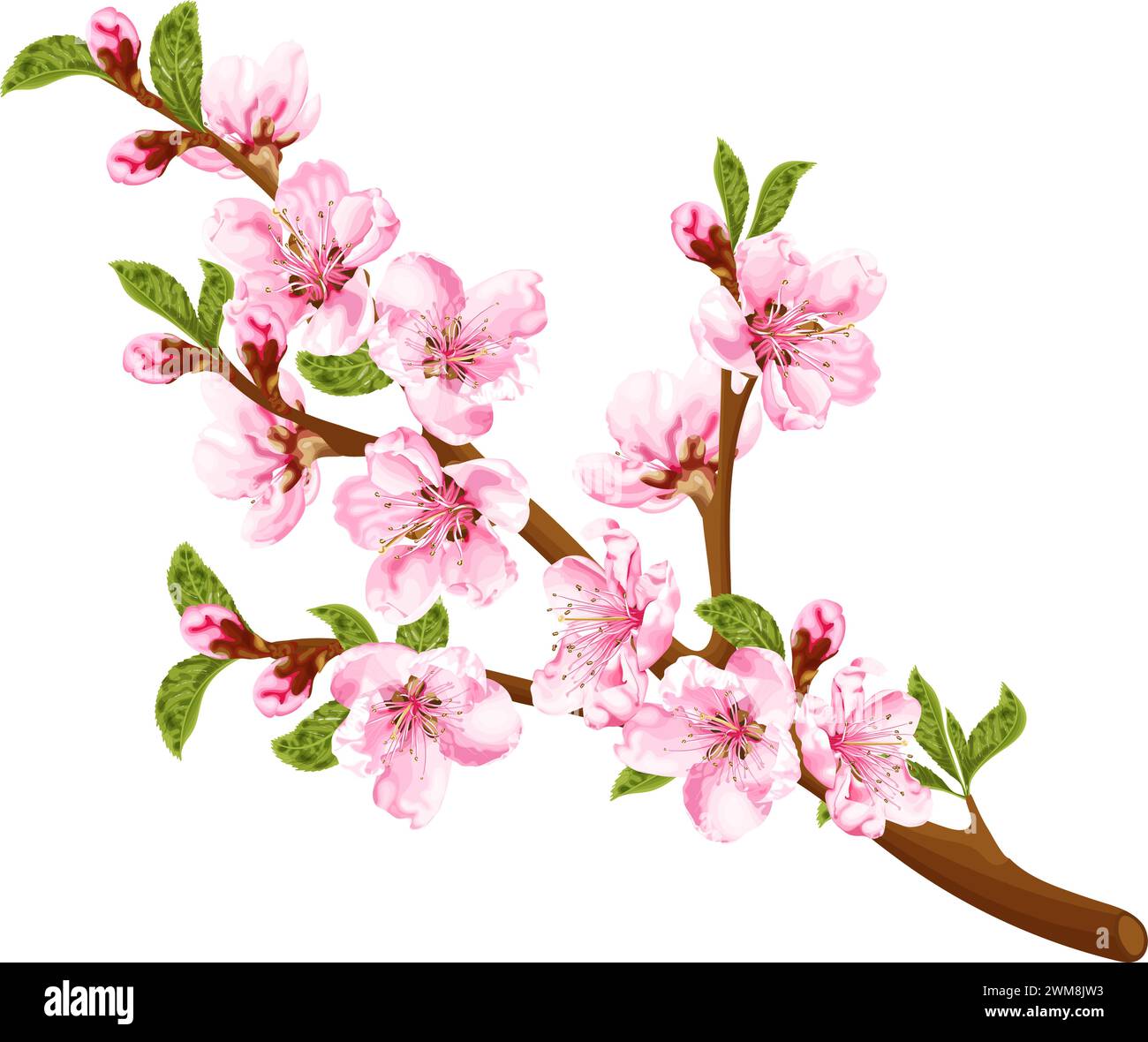 Peach cherry flowers Stock Vector Images - Alamy