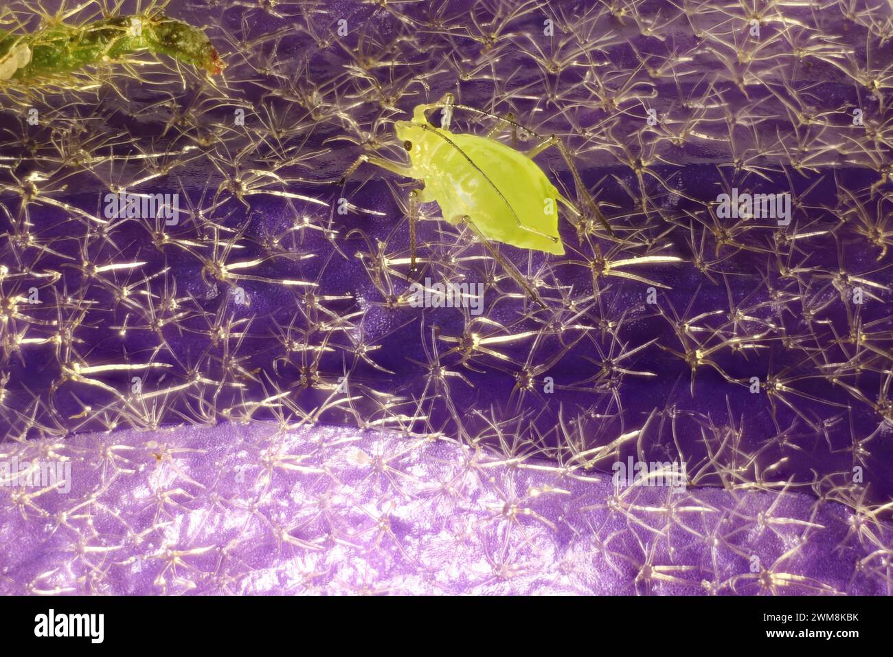 Close-up of Aphid (Aphidoidea) on Native Hibiscus, South Australia ...