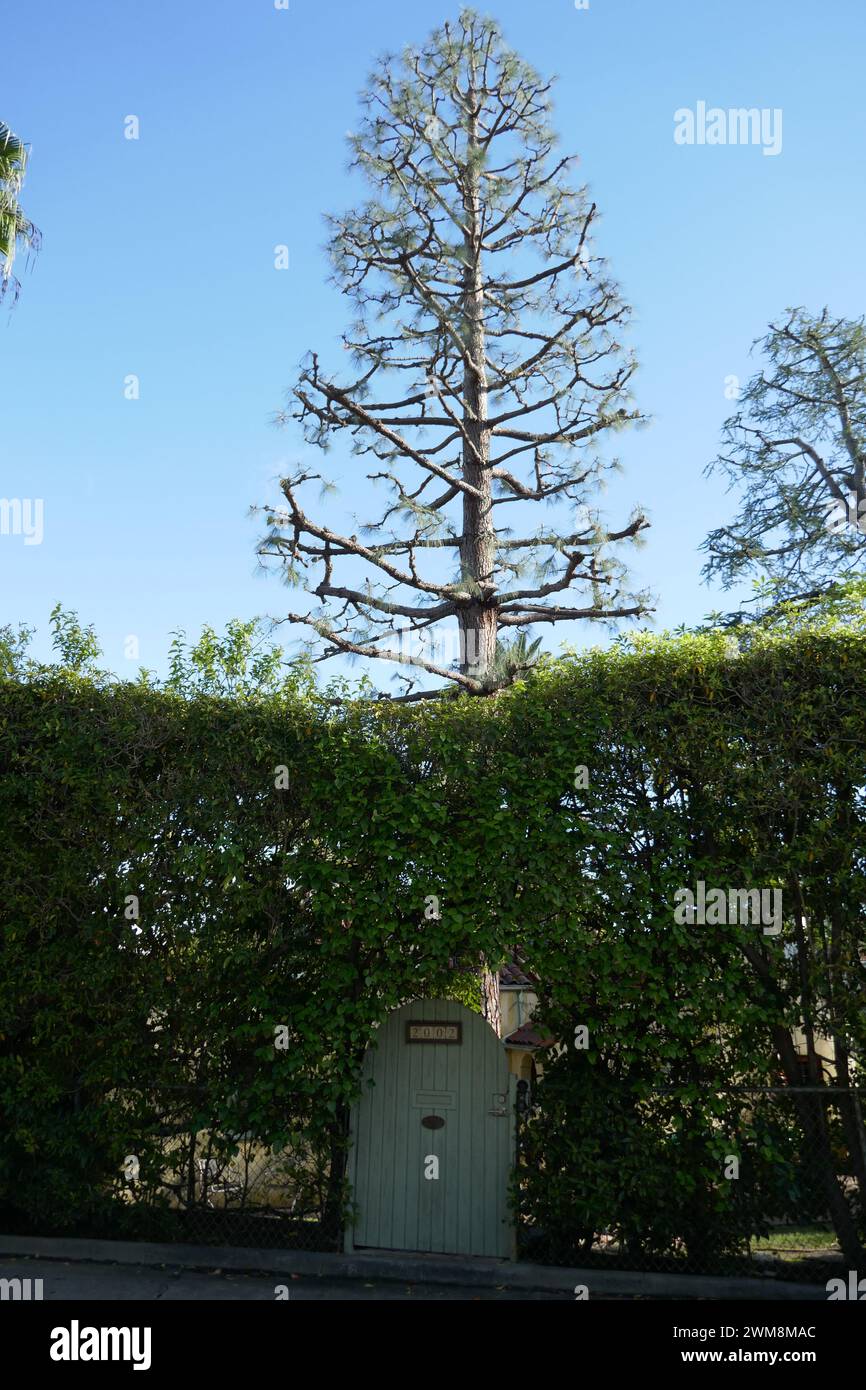 Los Angeles, California, USA 21st February 2024 Actor Wesley Russell ...