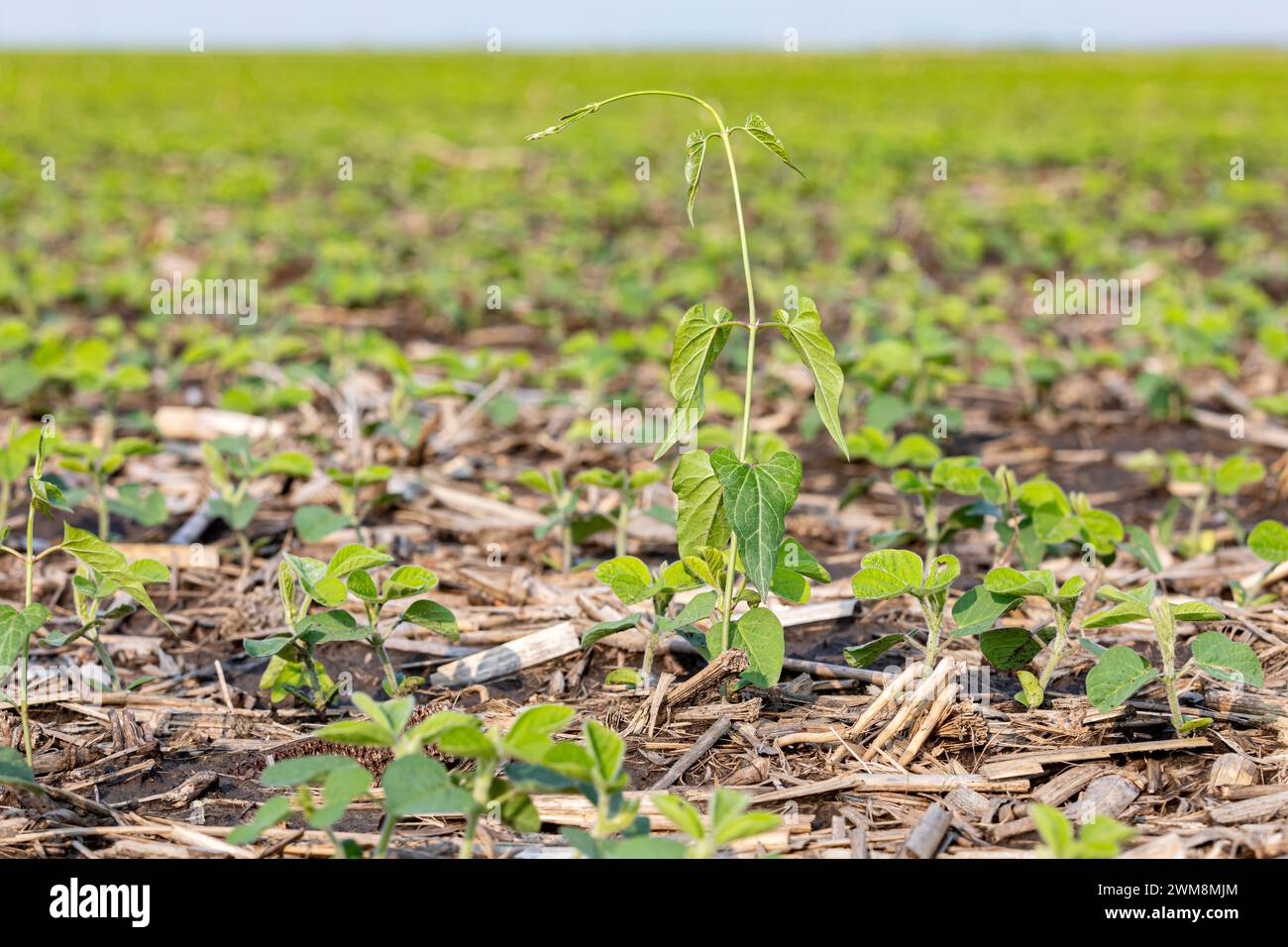 Honeyvine Milkweed growing in soybean field. Agriculture weed control ...