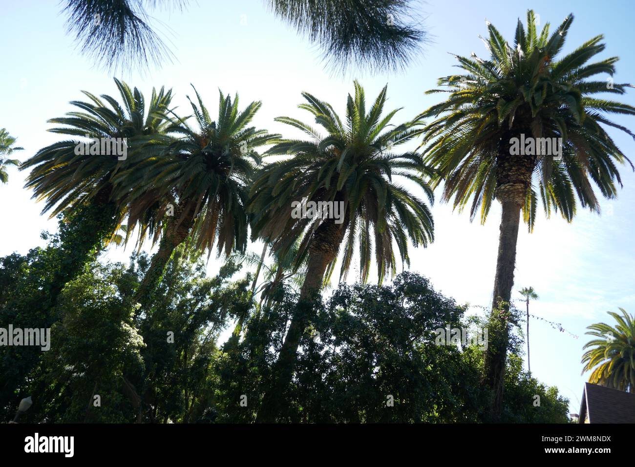 Los Angeles, California, USA 21st February 2024 Palm Trees on Whitley ...