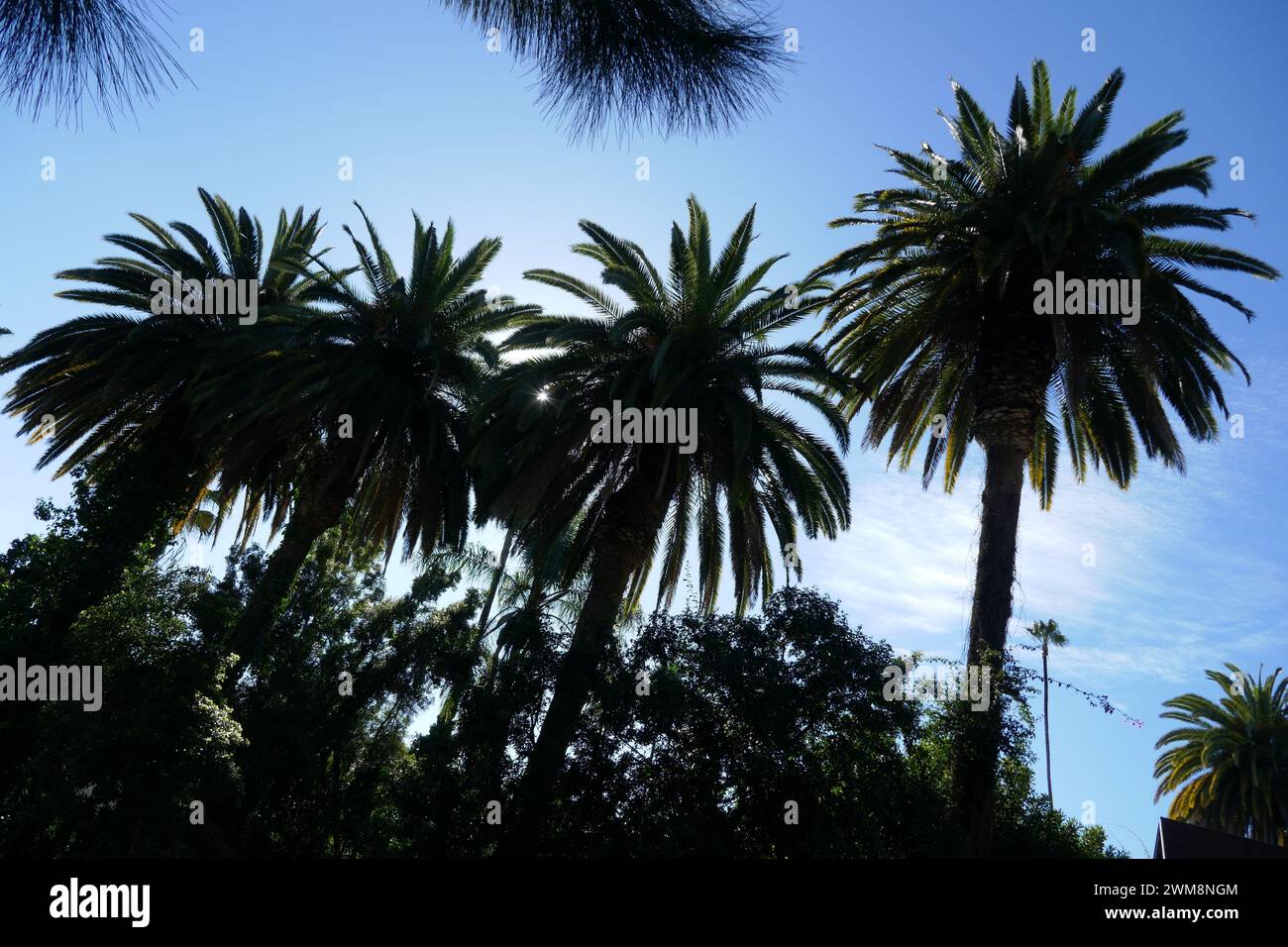 Los Angeles, California, USA 21st February 2024 Palm Trees on Whitley ...