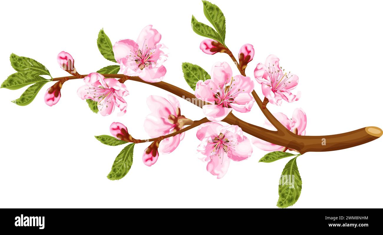 Peach cherry flowers Stock Vector Images - Alamy