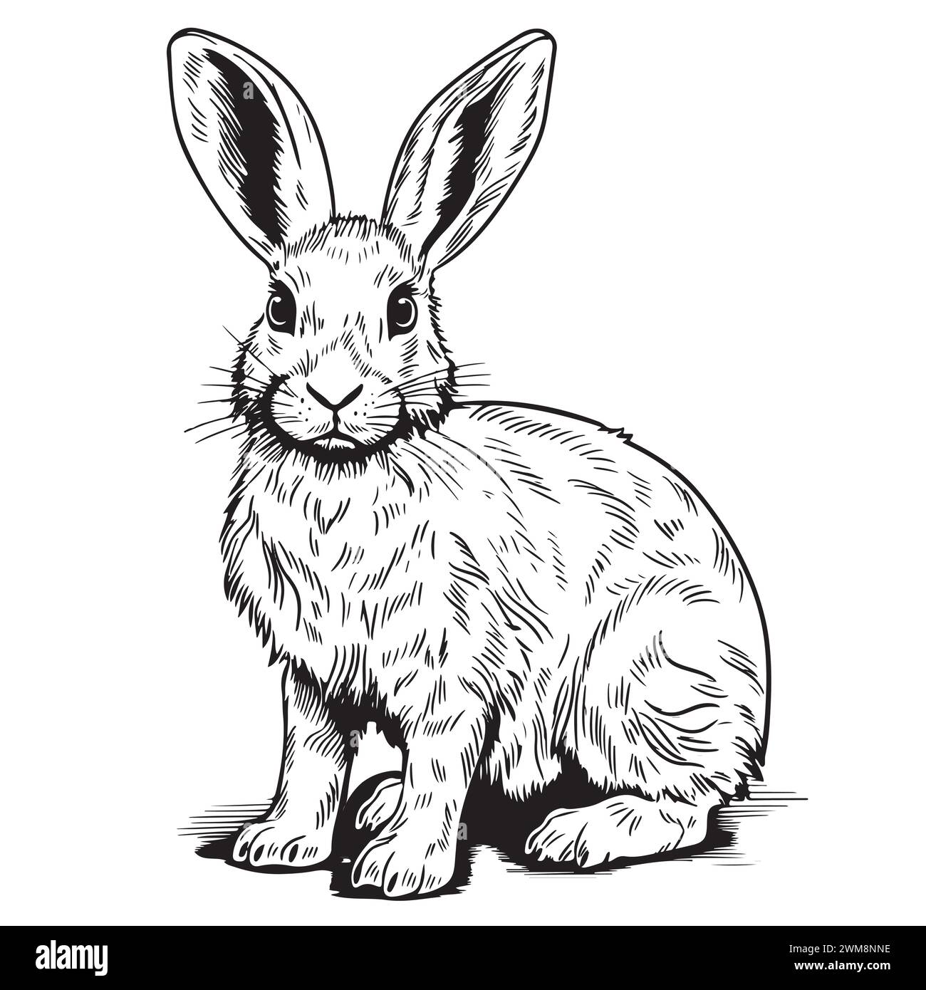 Hare pencil drawing hi-res stock photography and images - Alamy