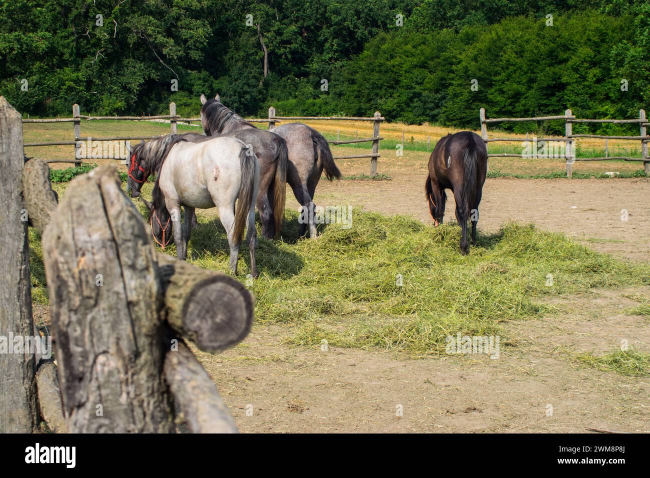 Grazing horses pasture barn hi-res stock photography and images - Alamy