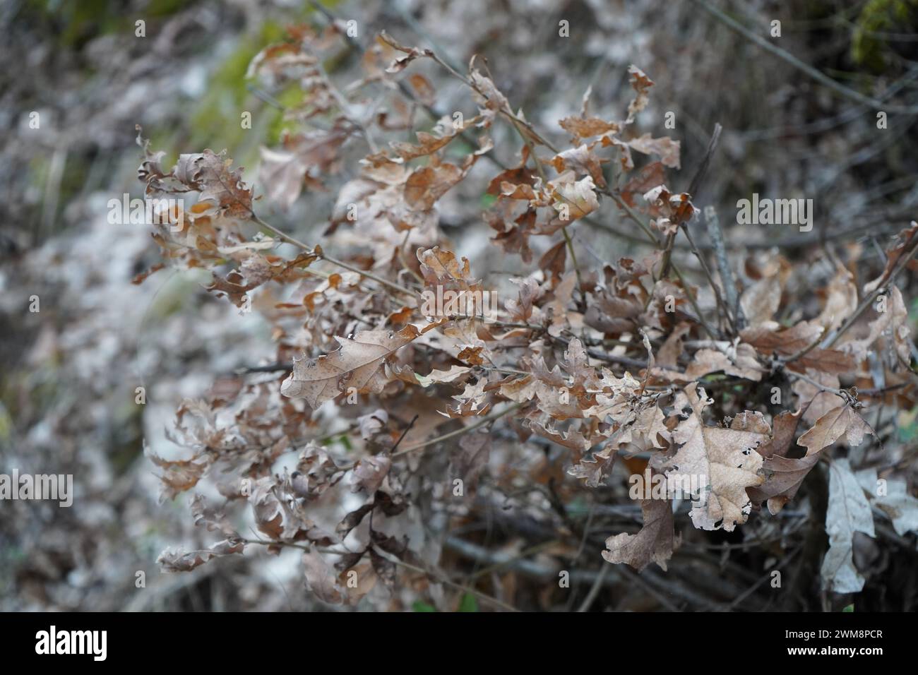 Gambel oak, scrub oak, oak brush, and white oak(Quercus gambelii Stock ...