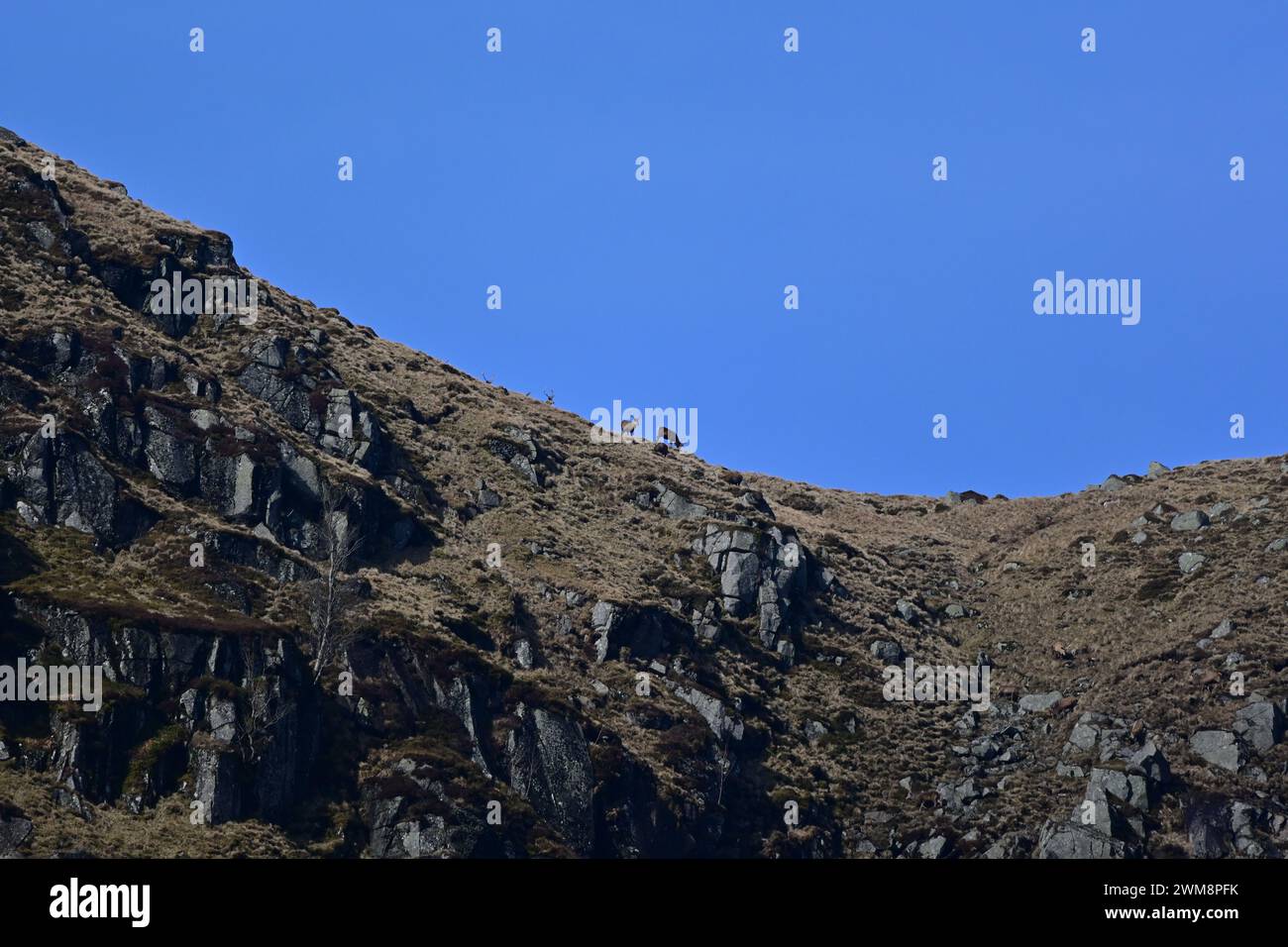 Red deer cairngorms national park hi-res stock photography and images ...
