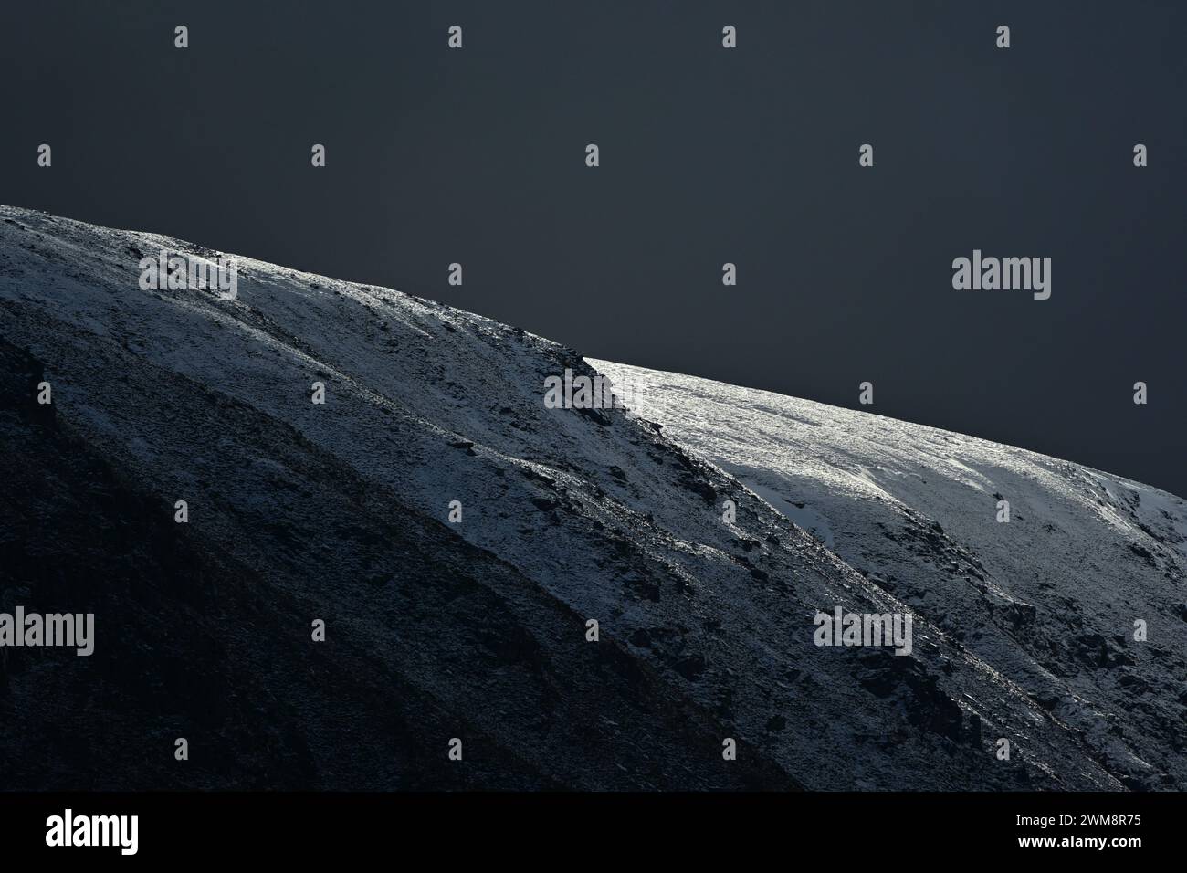 Scottish wildcat winter hi-res stock photography and images - Alamy