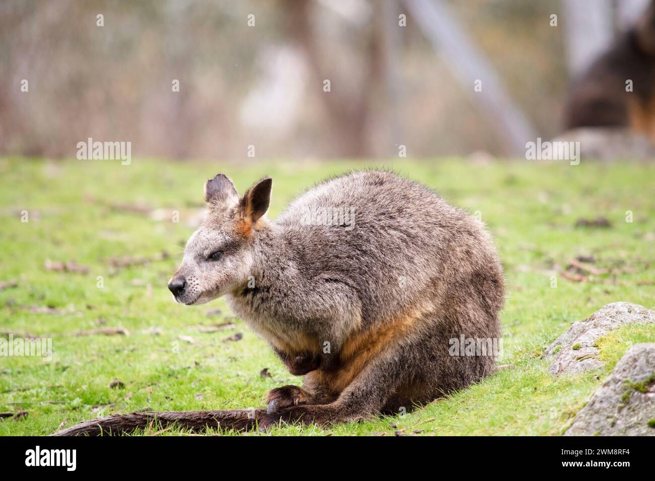 The swamp wallaby has dark brown fur, often with lighter rusty patches ...