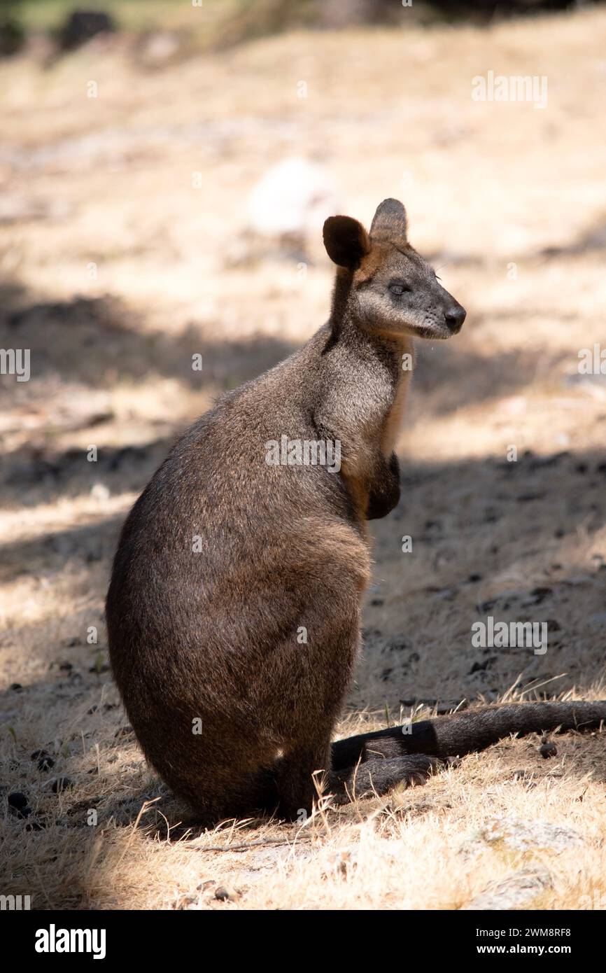 The swamp wallaby has dark brown fur, often with lighter rusty patches ...