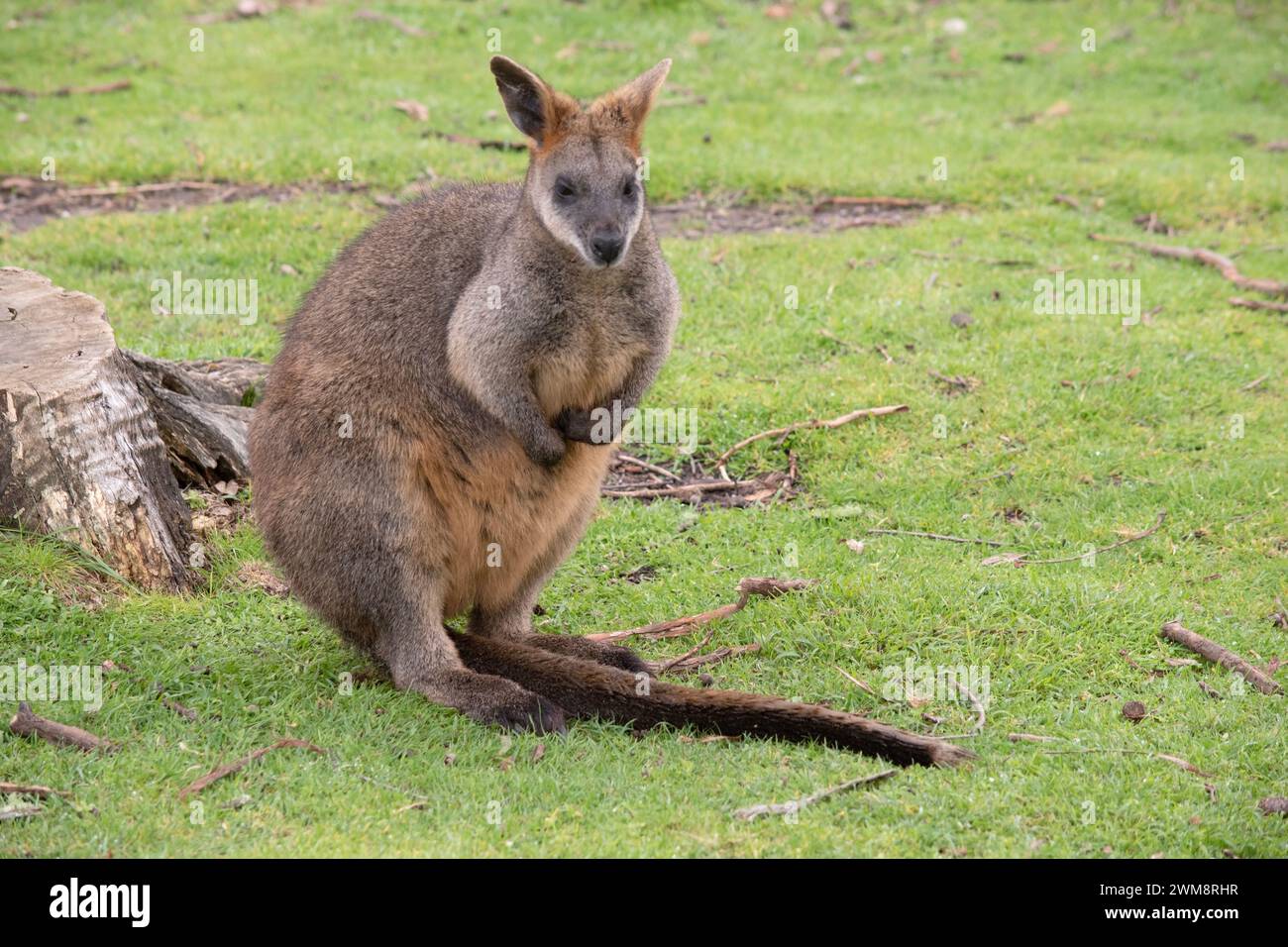 The swamp wallaby has dark brown fur, often with lighter rusty patches ...