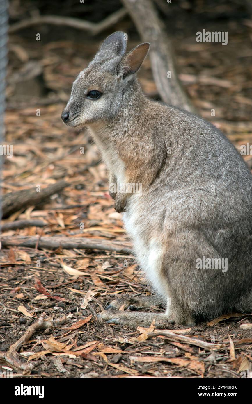 the tammar wallaby has dark greyish upperparts with a paler underside ...