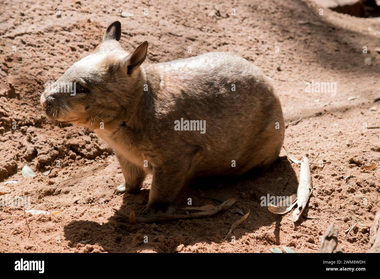 the common wombat has a large, blunt head with small eyes and ears, and ...