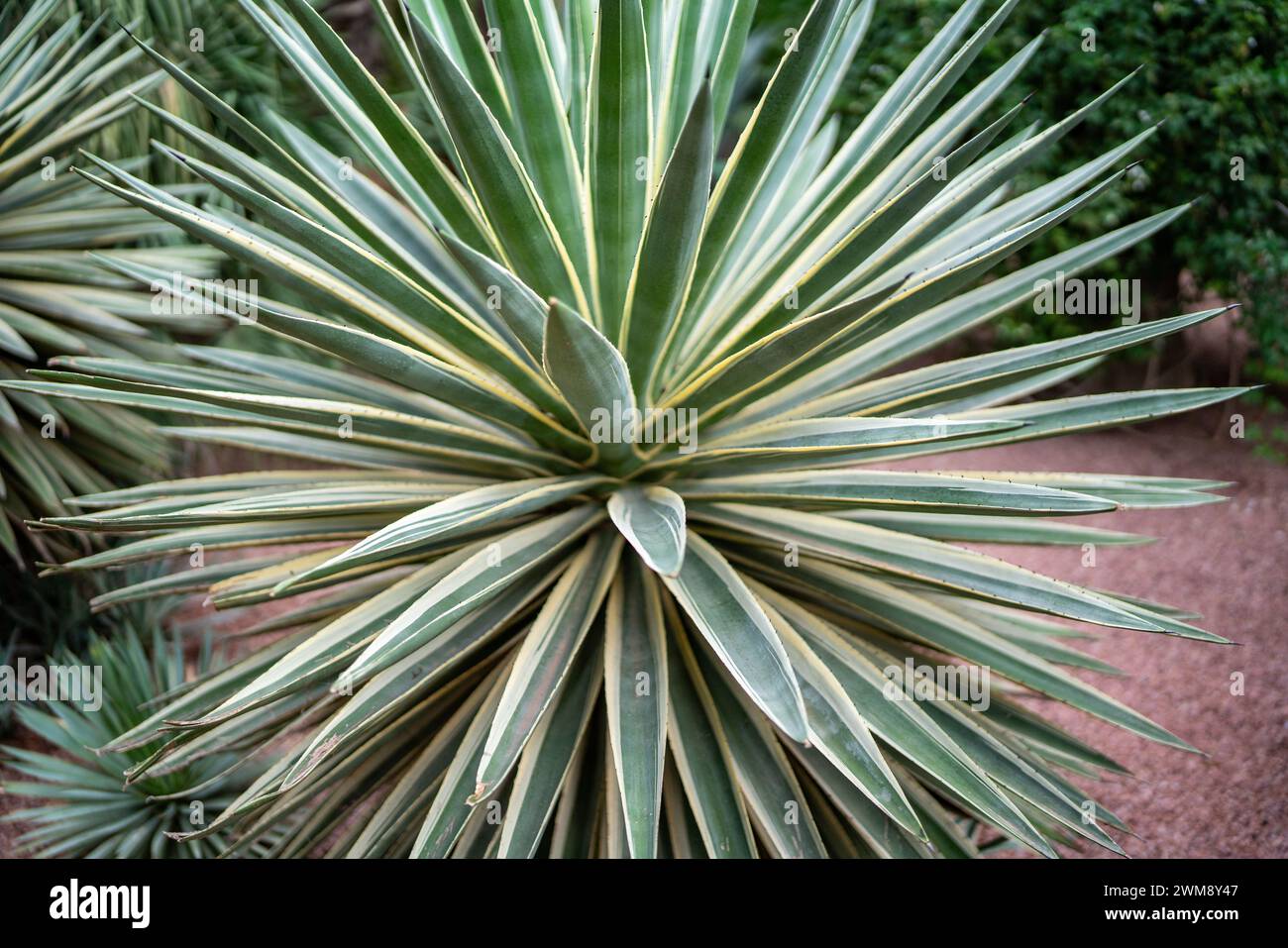 Long needle cactus hi-res stock photography and images - Alamy