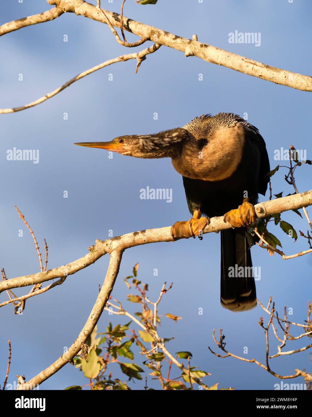 Webbed neck hi-res stock photography and images - Alamy