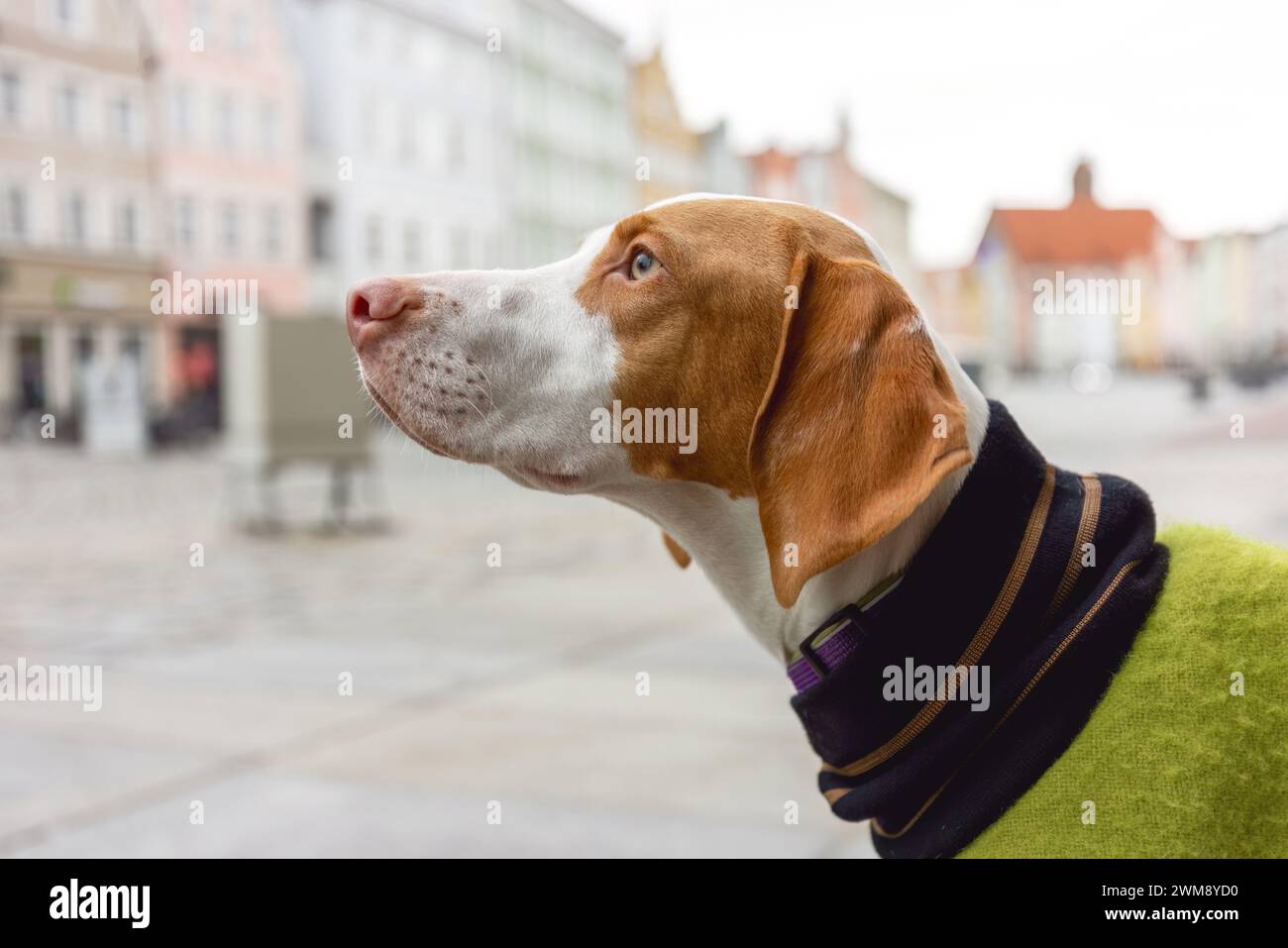 Saint germain breed hi-res stock photography and images - Alamy