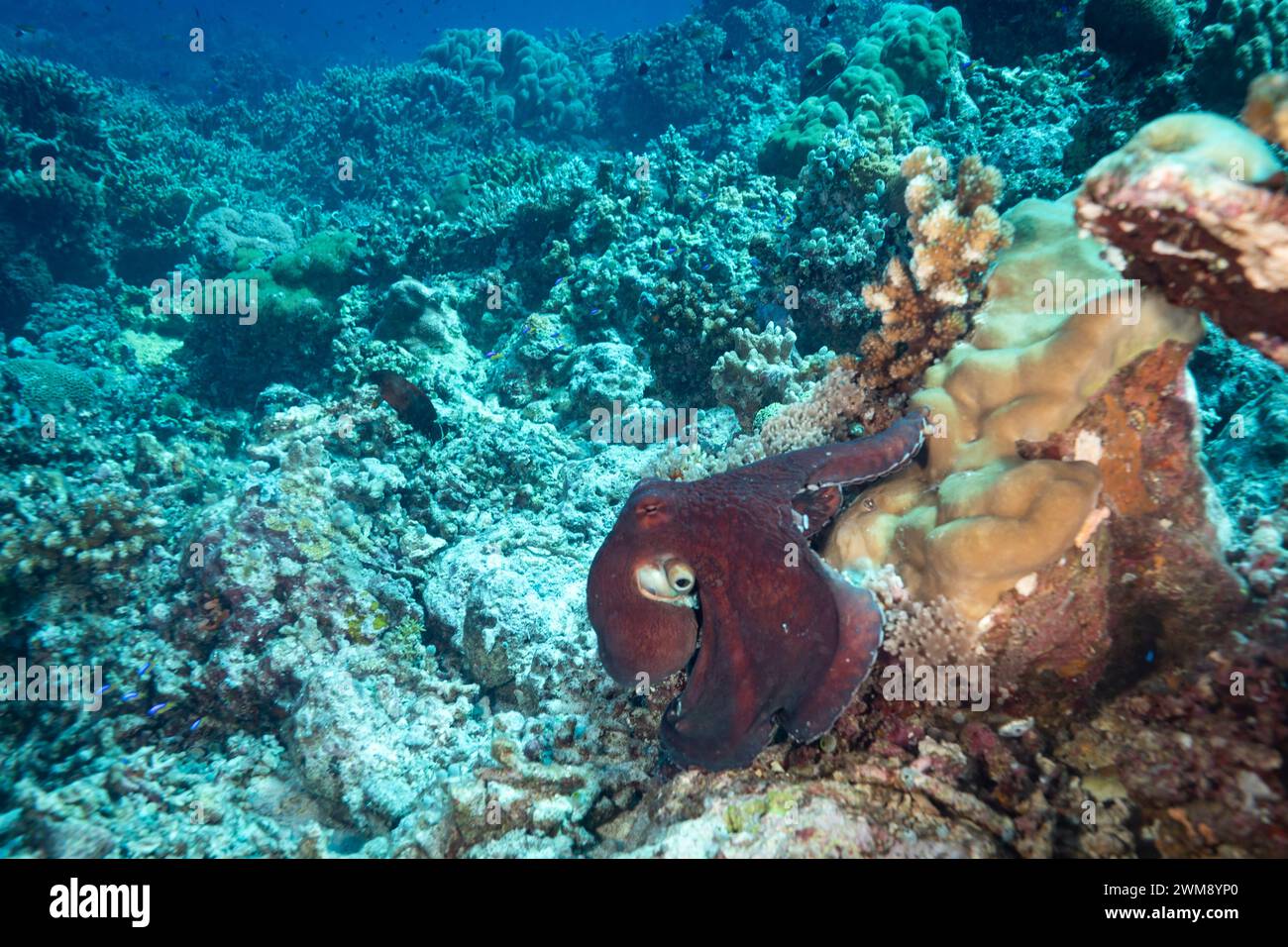 East Pacific red octopus, Octopus rubescens, scavenging and hunting on ...