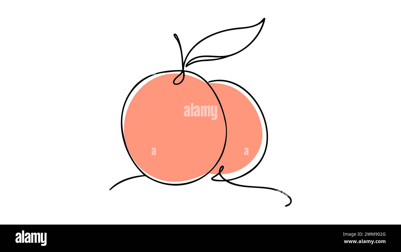 Peach fruit in continuous line art drawing style. Simple black sketch ...