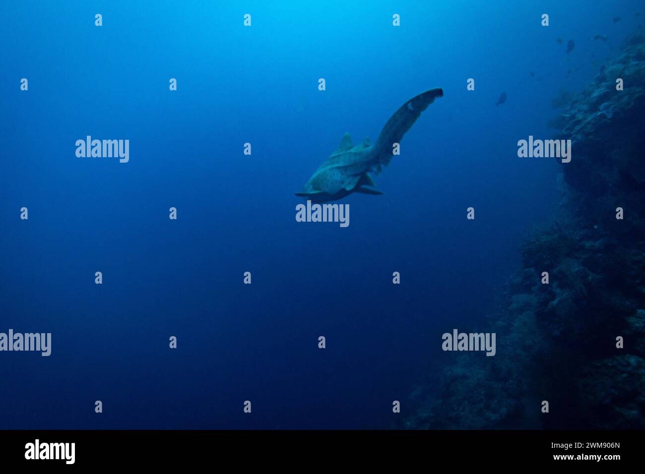 Zebra shark, Stegostoma fasciatum, swimming through dark blue waters ...