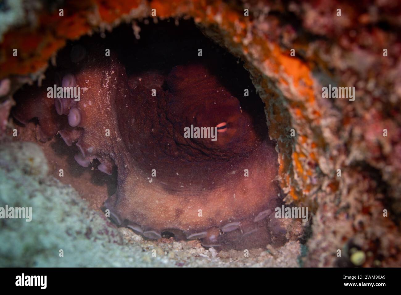 Red octopus (octopus rubescens) hi-res stock photography and images - Alamy