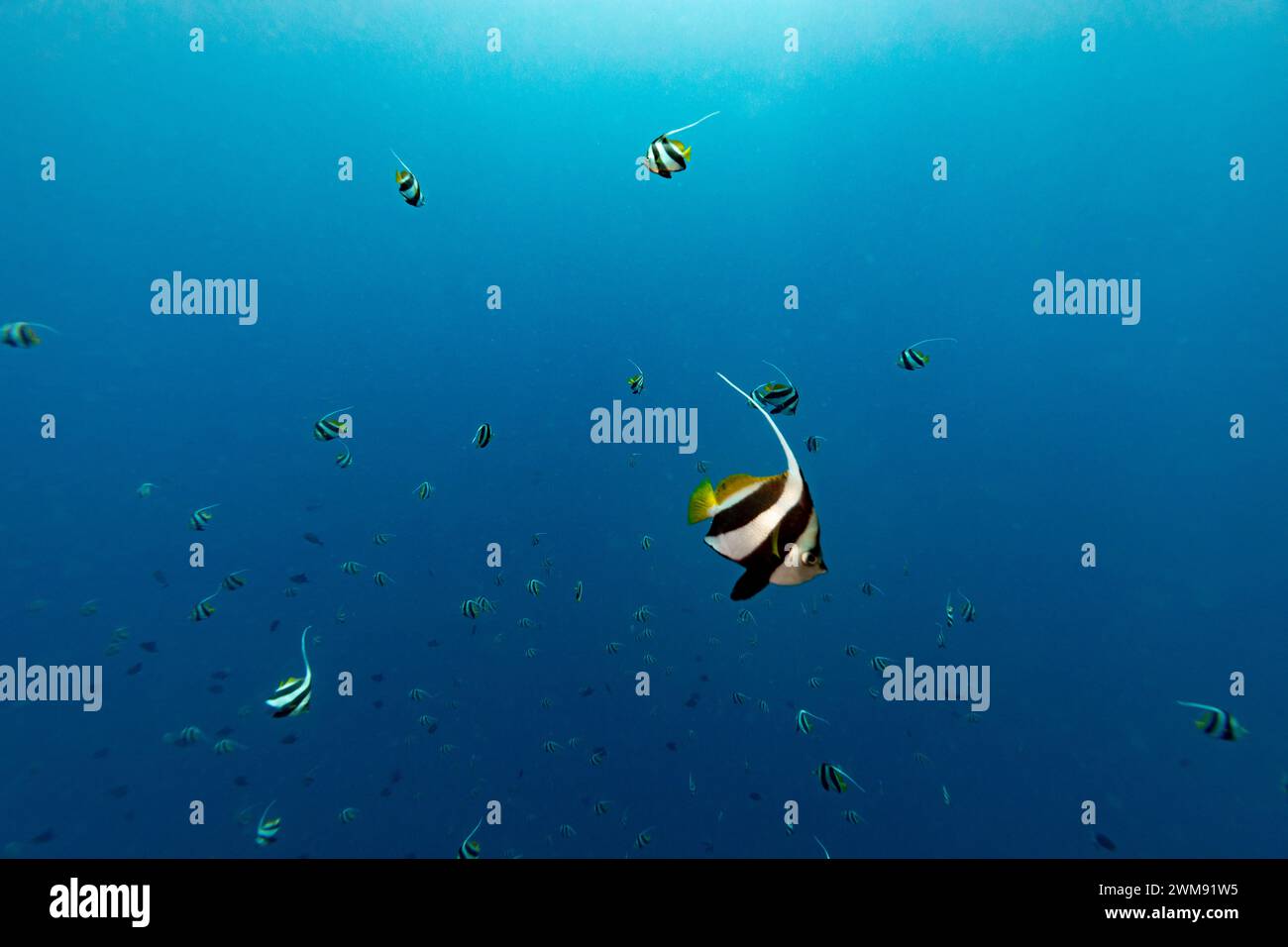 Banner fish swims through clear blue waters on a tropical coral reef ...