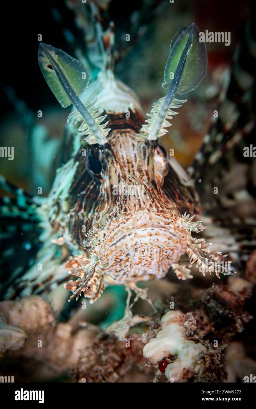 Body camouflage hi-res stock photography and images - Alamy