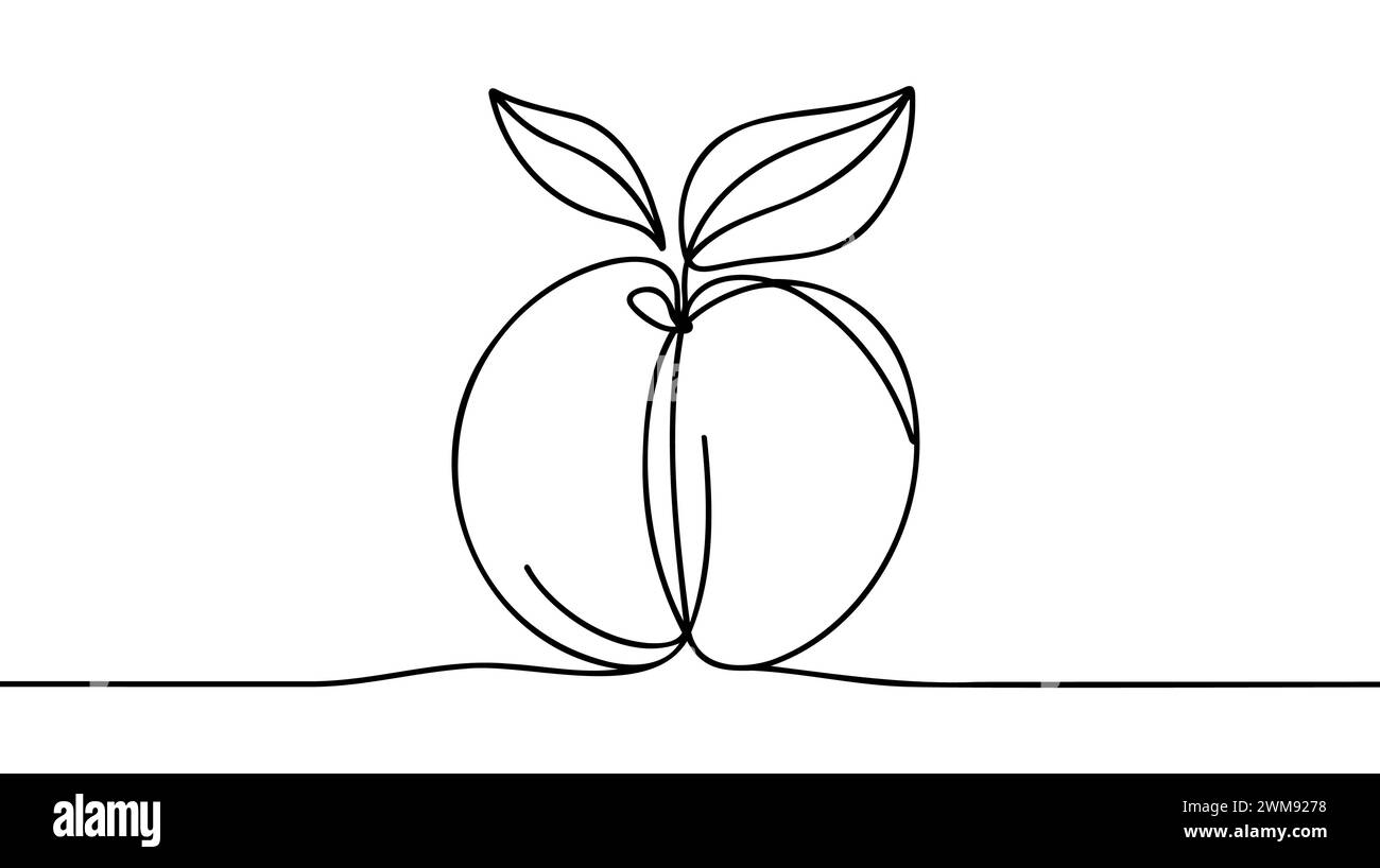 Peach fruit in continuous line art drawing style. Simple black sketch ...