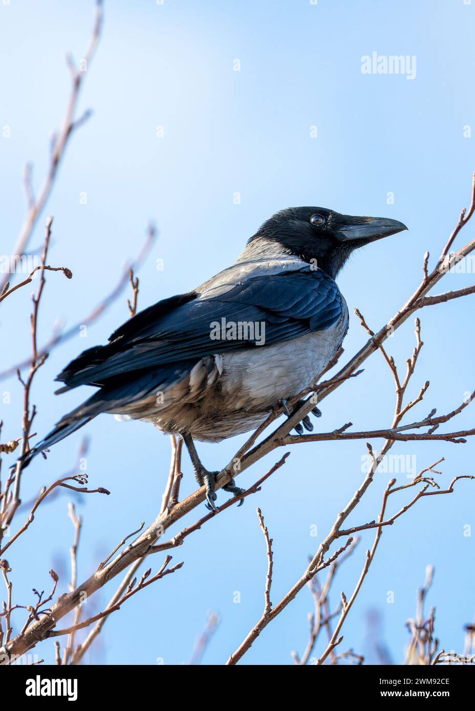 Building surveying hi-res stock photography and images - Alamy