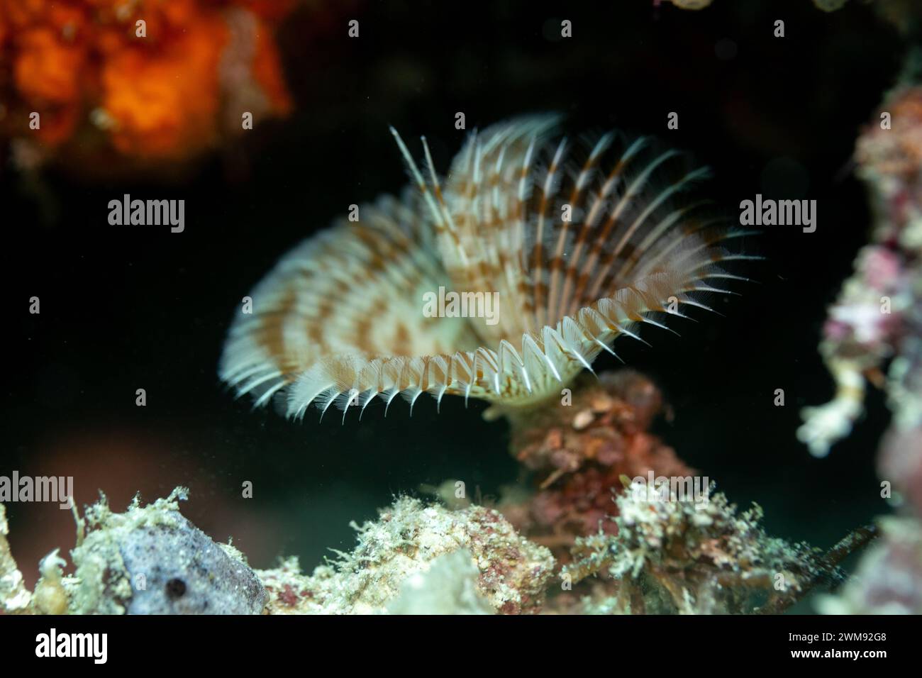 Fan Tube Worm, displaying feathery tentacles and feeding Stock Photo ...