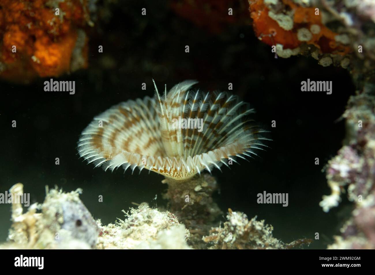 Fan Tube Worm, displaying feathery tentacles and feeding Stock Photo ...