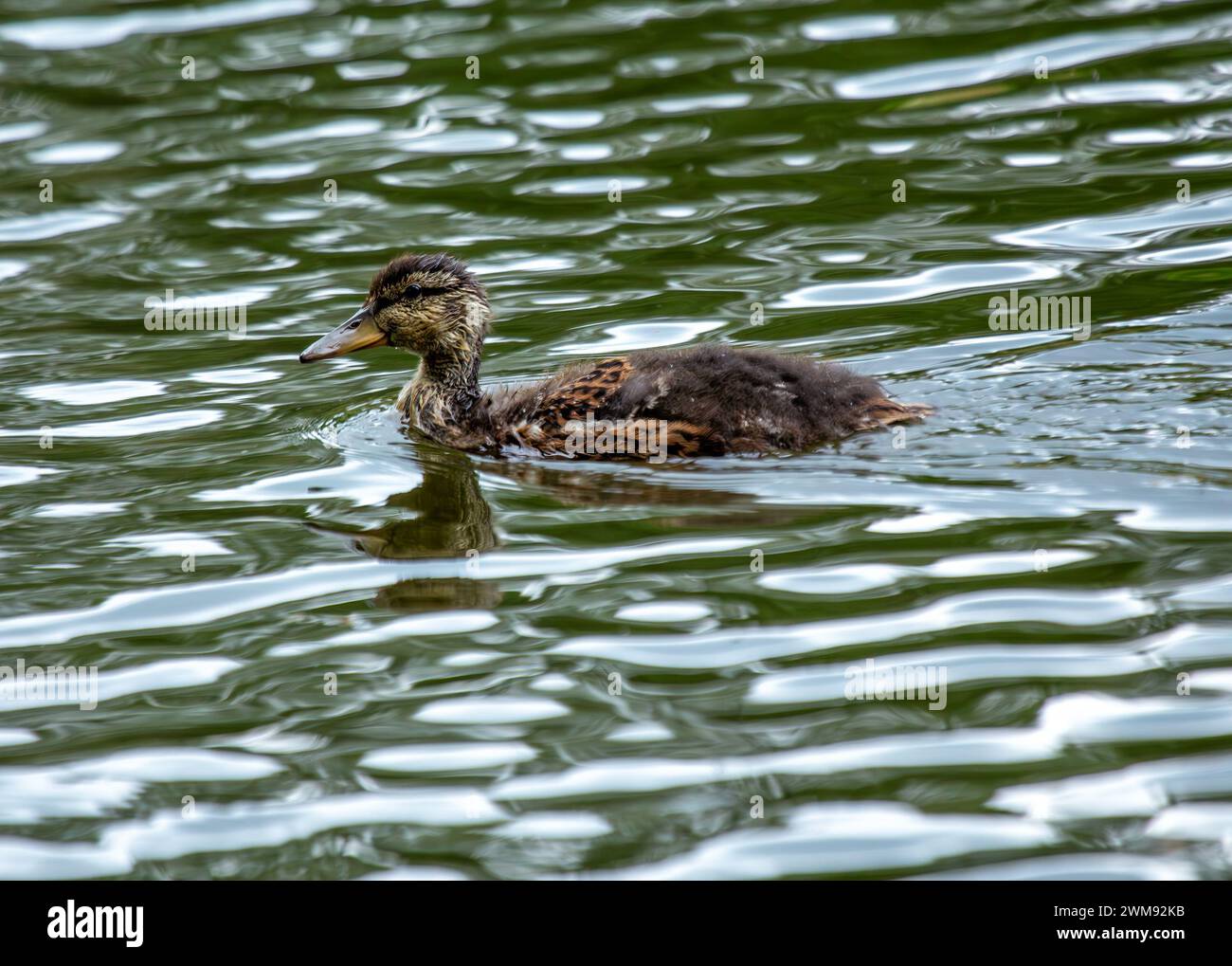 A female Mallard, adorned in rich brown feathers, glides elegantly ...